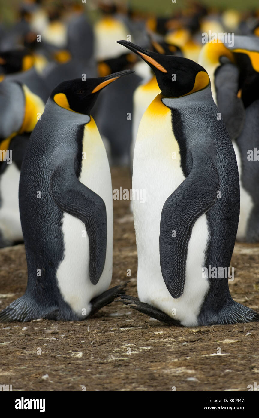 Two King Penguins facing each other, Volunteer Point, Falkland Islands ...