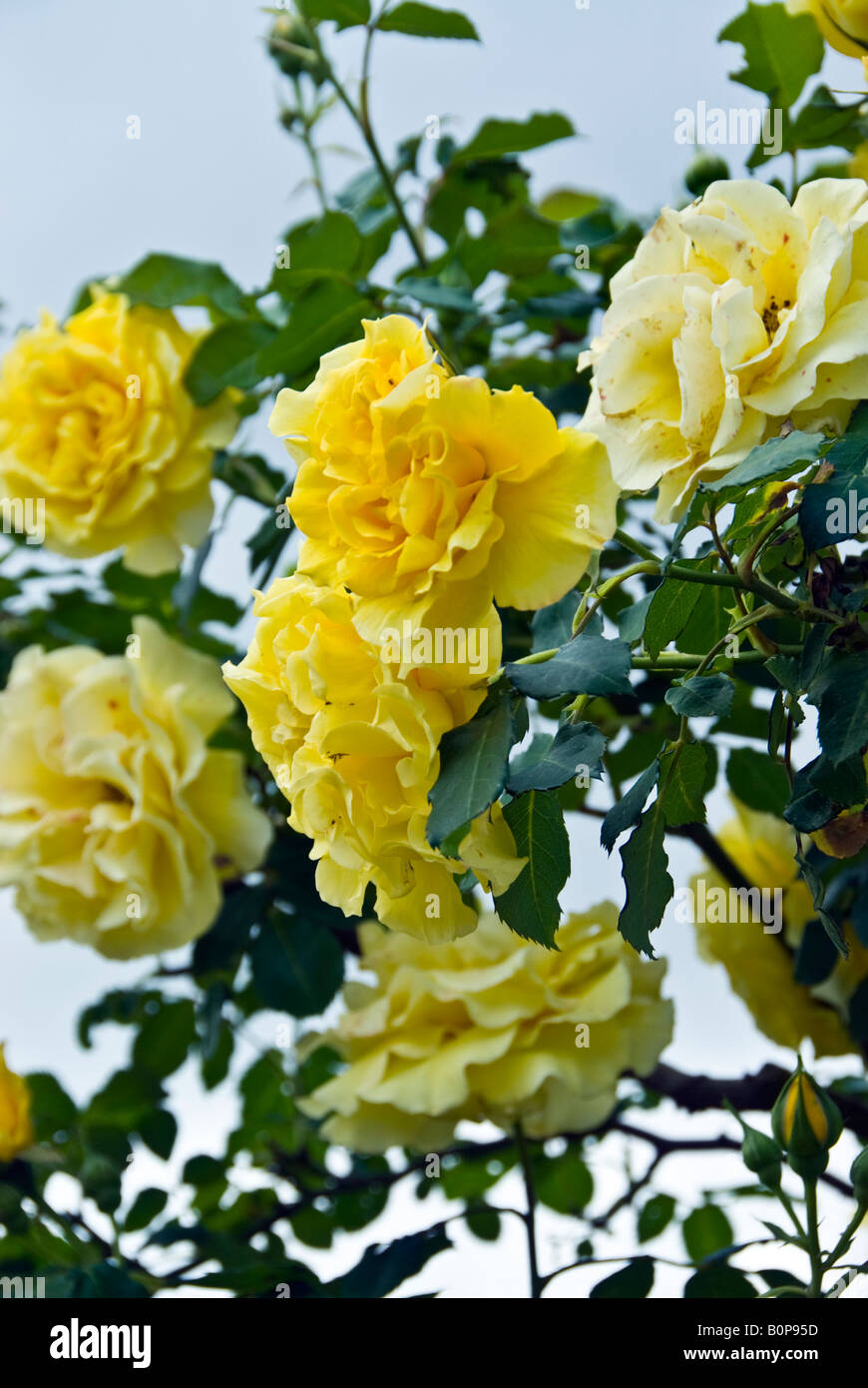 Yellow roses growing in hi-res stock photography and images - Alamy