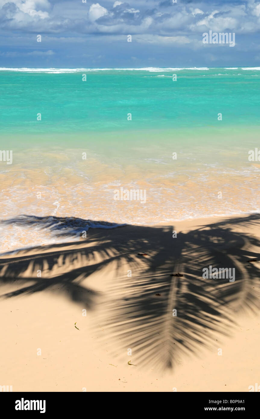 Palm tree sand shadow hi-res stock photography and images - Alamy