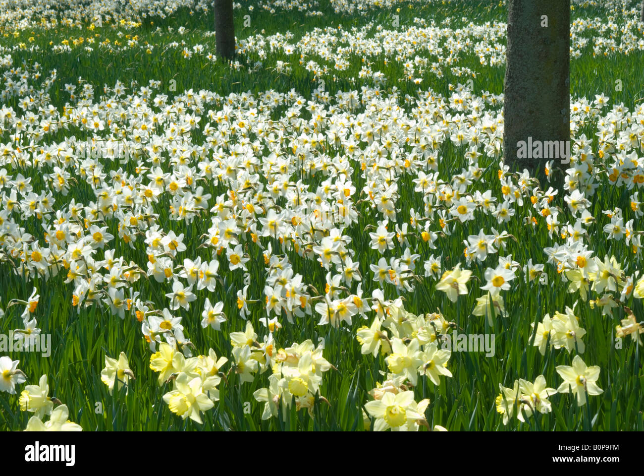Park of Daffodils, Aberdeen, Scotland Stock Photo - Alamy
