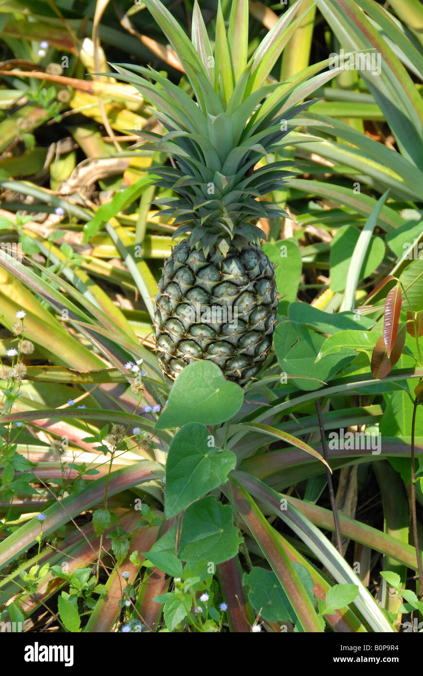Pineapple farm thailand hi-res stock photography and images - Alamy