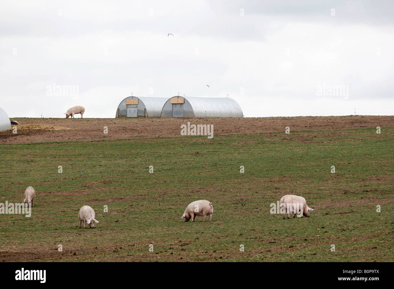 26th March 2008 A pig farm in Nottinghamshire Large White Sus scrofa ...
