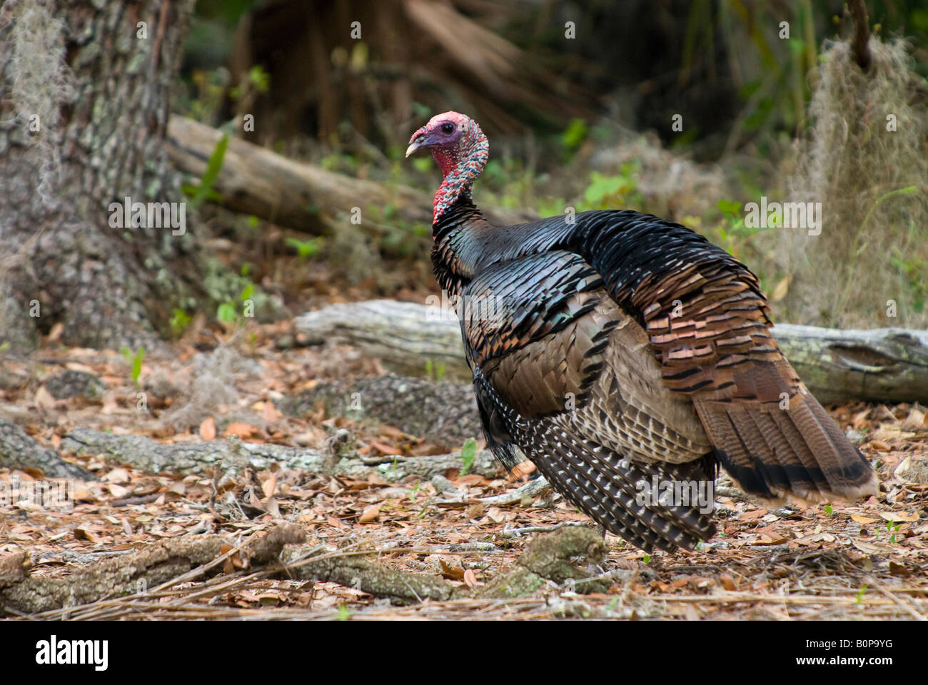 Male Wild Turkey in forest displays plumage, Lake Kissimmee State Park ...