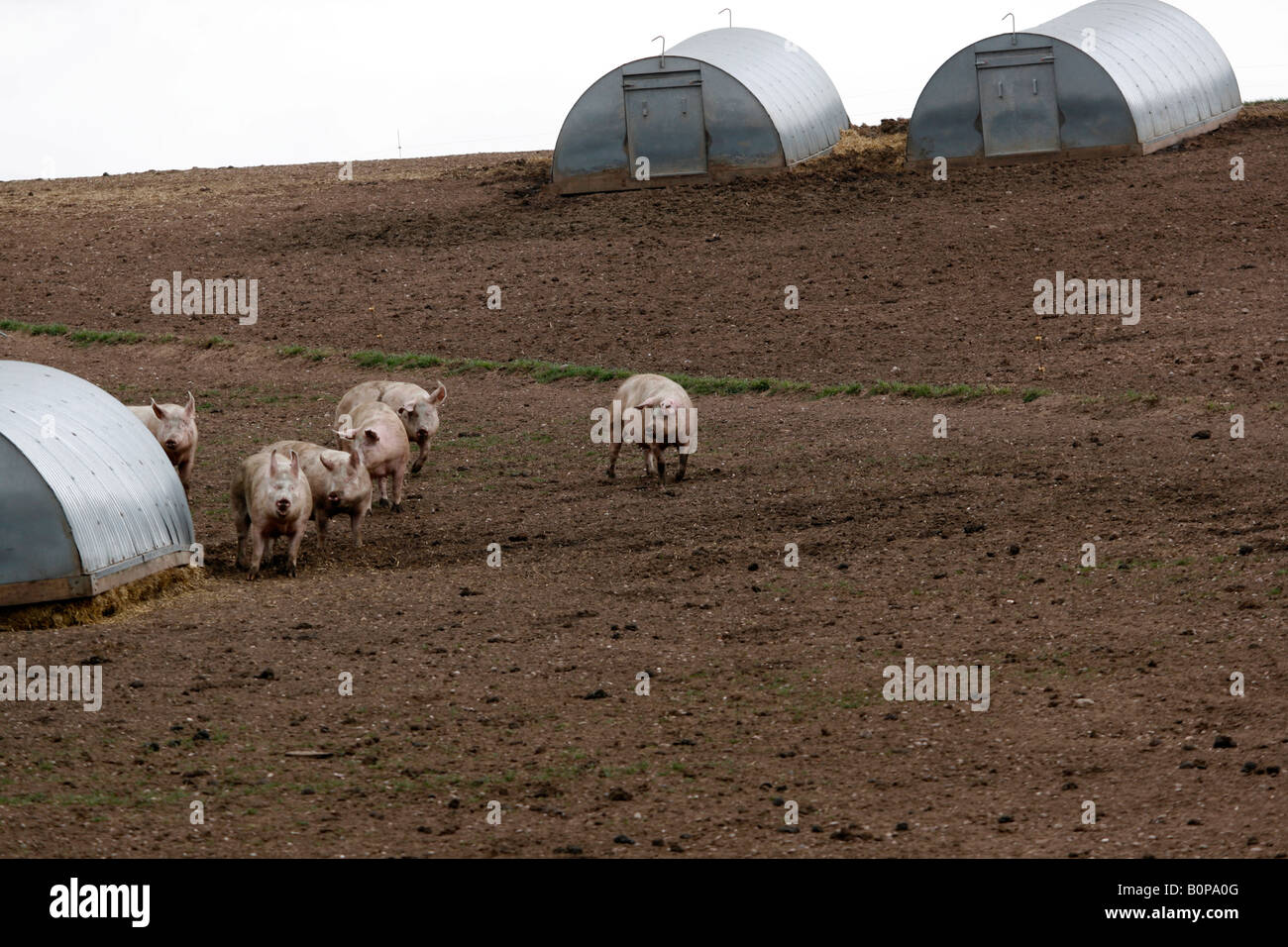 Large white yorkshire pig hi-res stock photography and images - Alamy