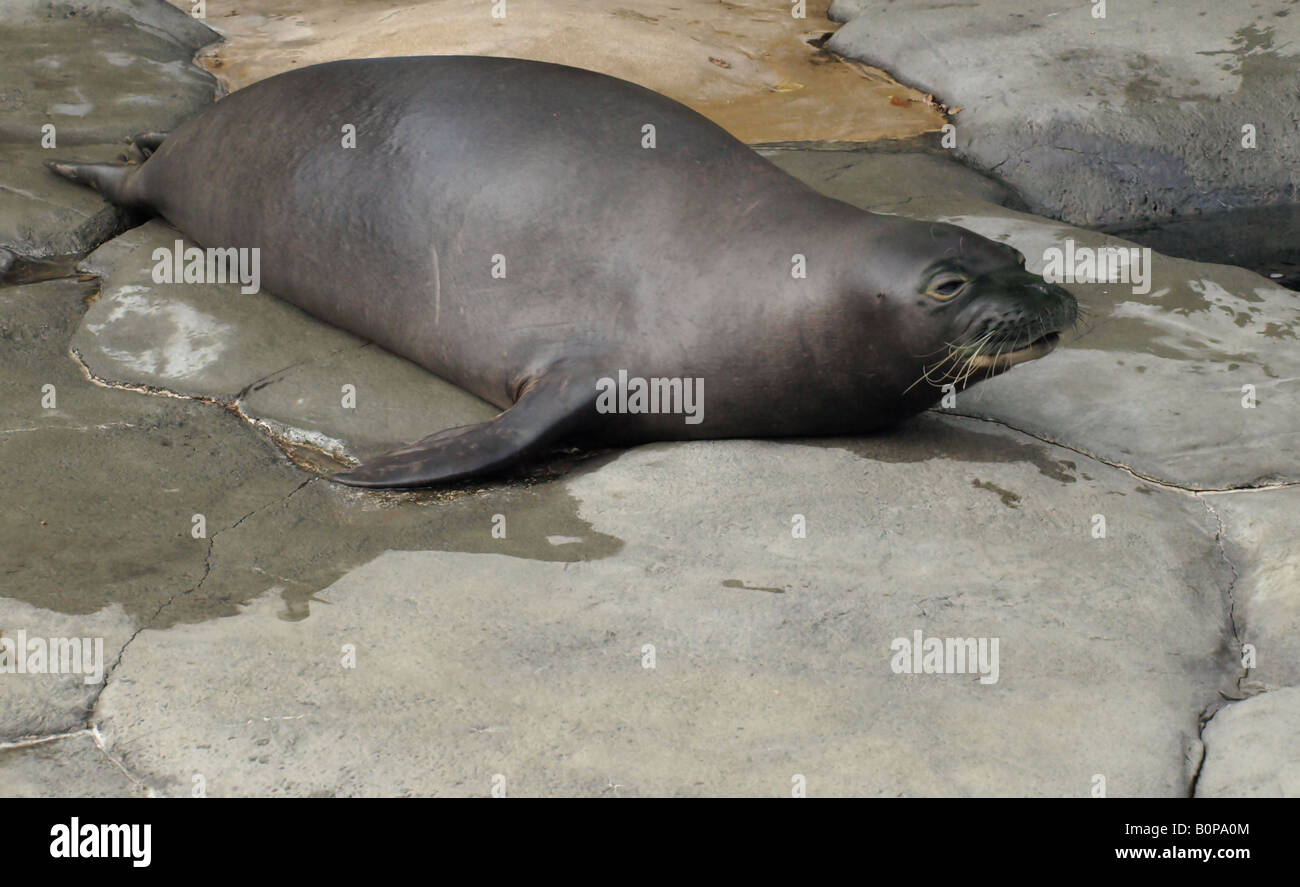 Seal marine High Resolution Stock Photography and Images - Alamy