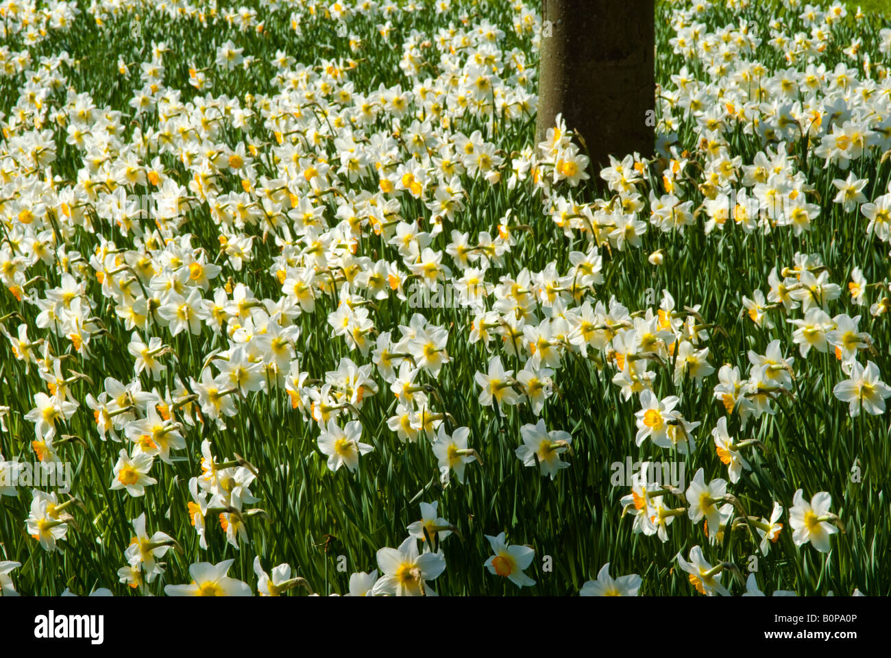 Park of Daffodils, Aberdeen, Scotland Stock Photo - Alamy