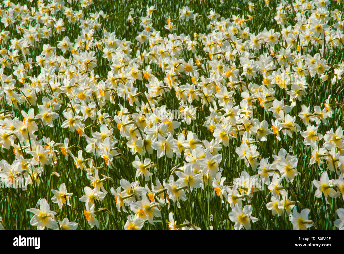Park of Daffodils, Aberdeen, Scotland Stock Photo - Alamy