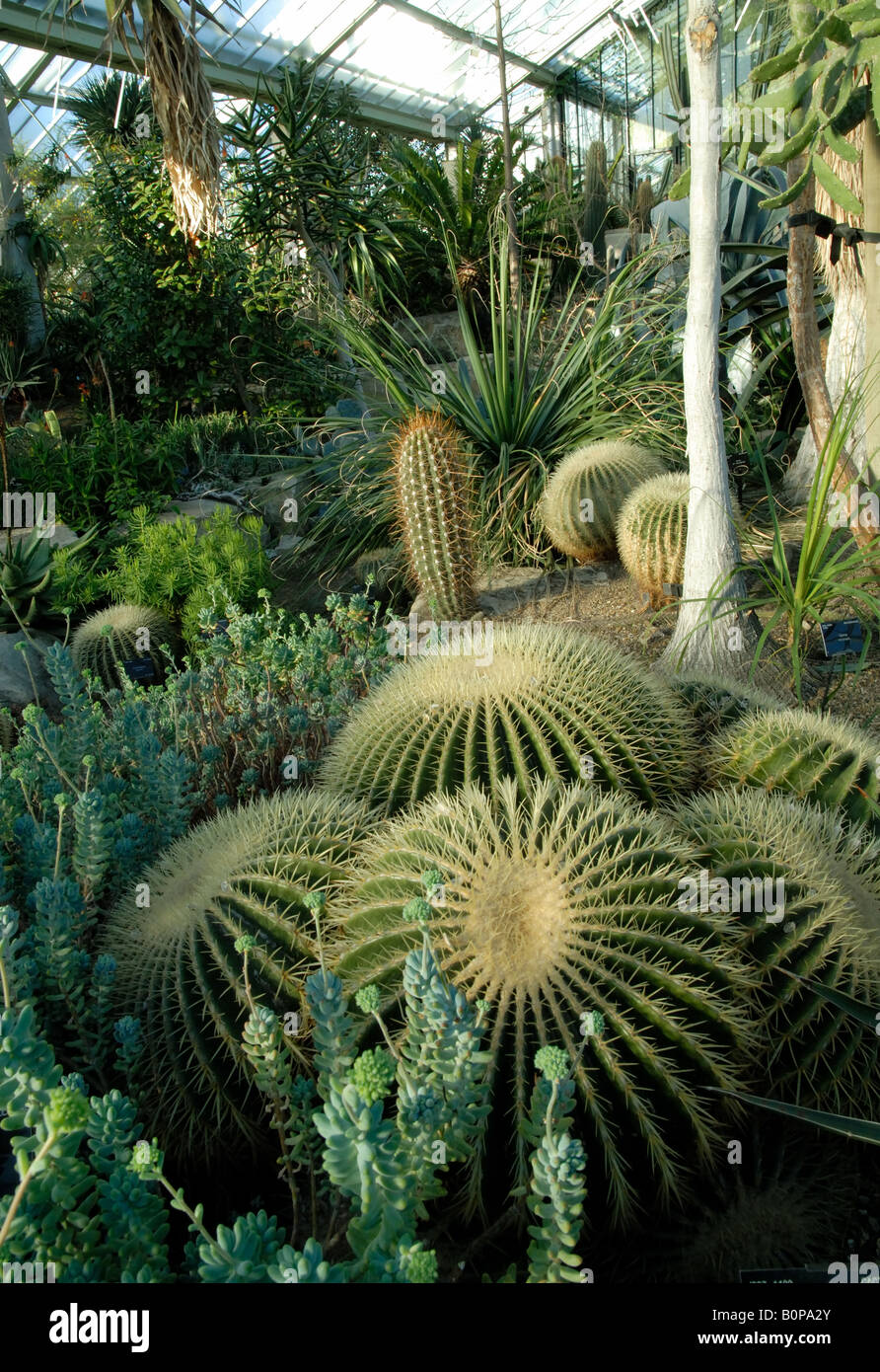 Cactus cacti kew gardens plants hi-res stock photography and images - Alamy