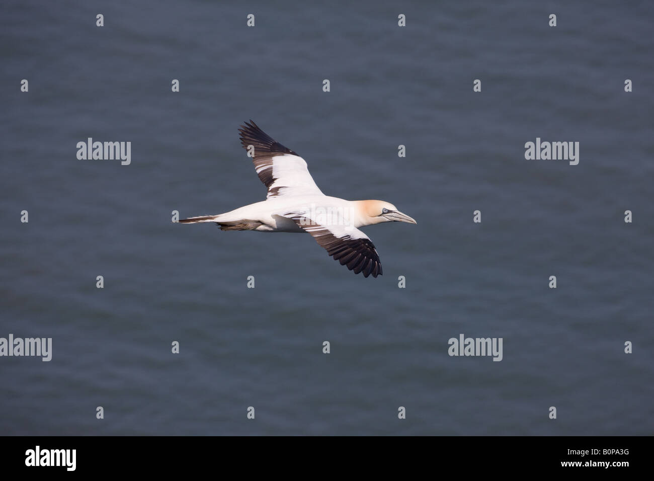 Sub adult gannet hi-res stock photography and images - Alamy