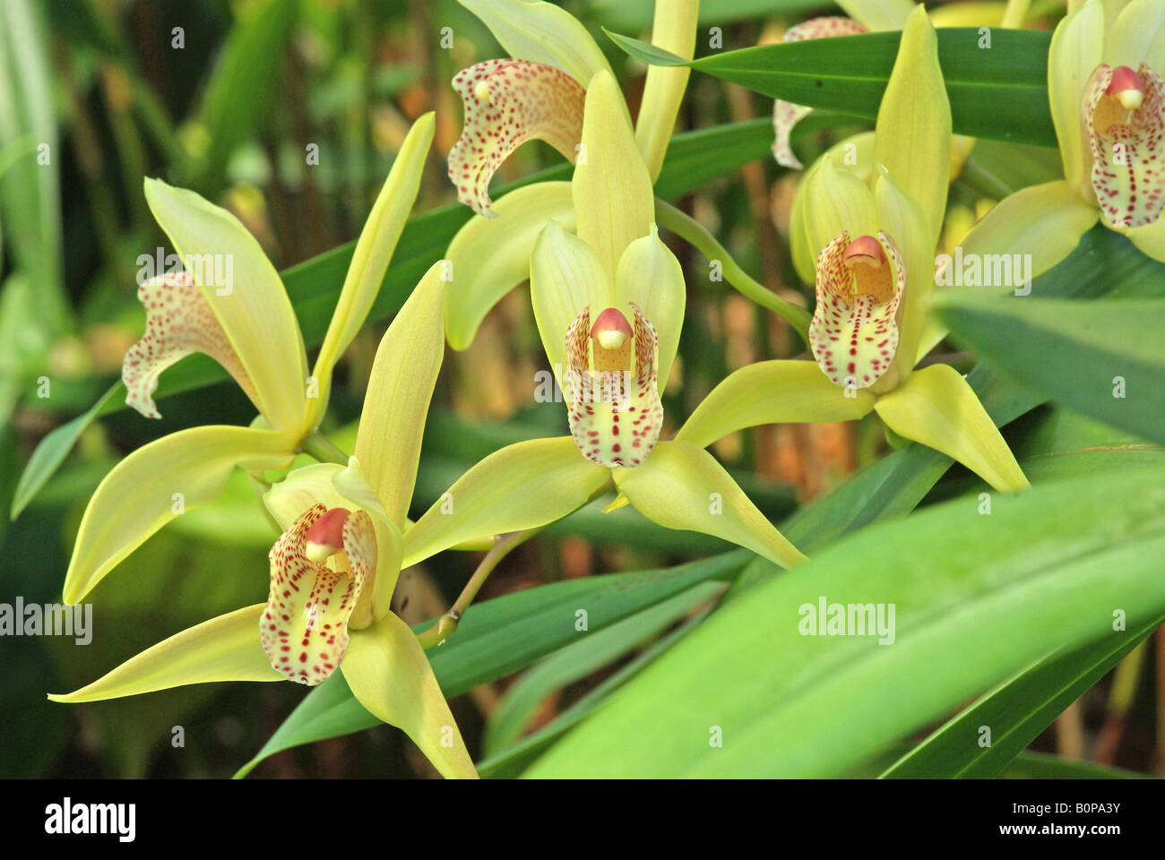 Cymbidium hi-res stock photography and images - Alamy