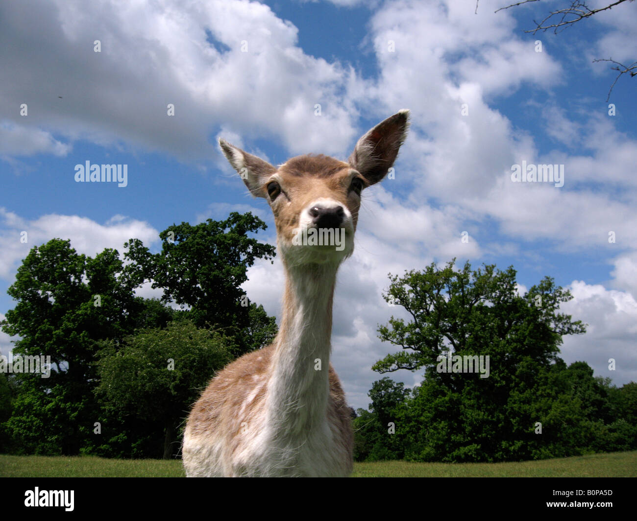 Dear green hi-res stock photography and images - Alamy