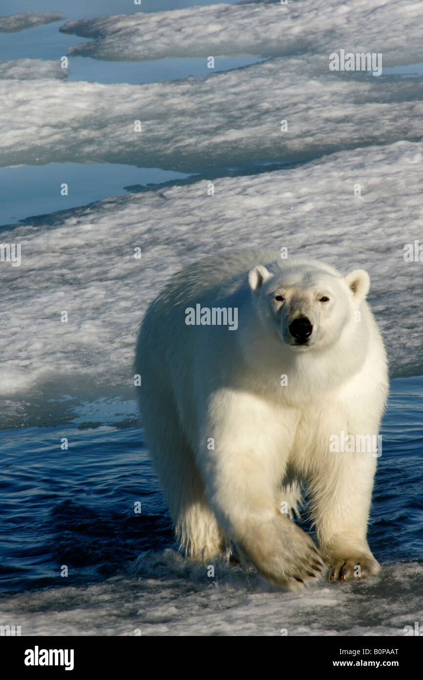 Female Polar Bear on Sea Ice, Svalbard, Norway Stock Photo - Alamy