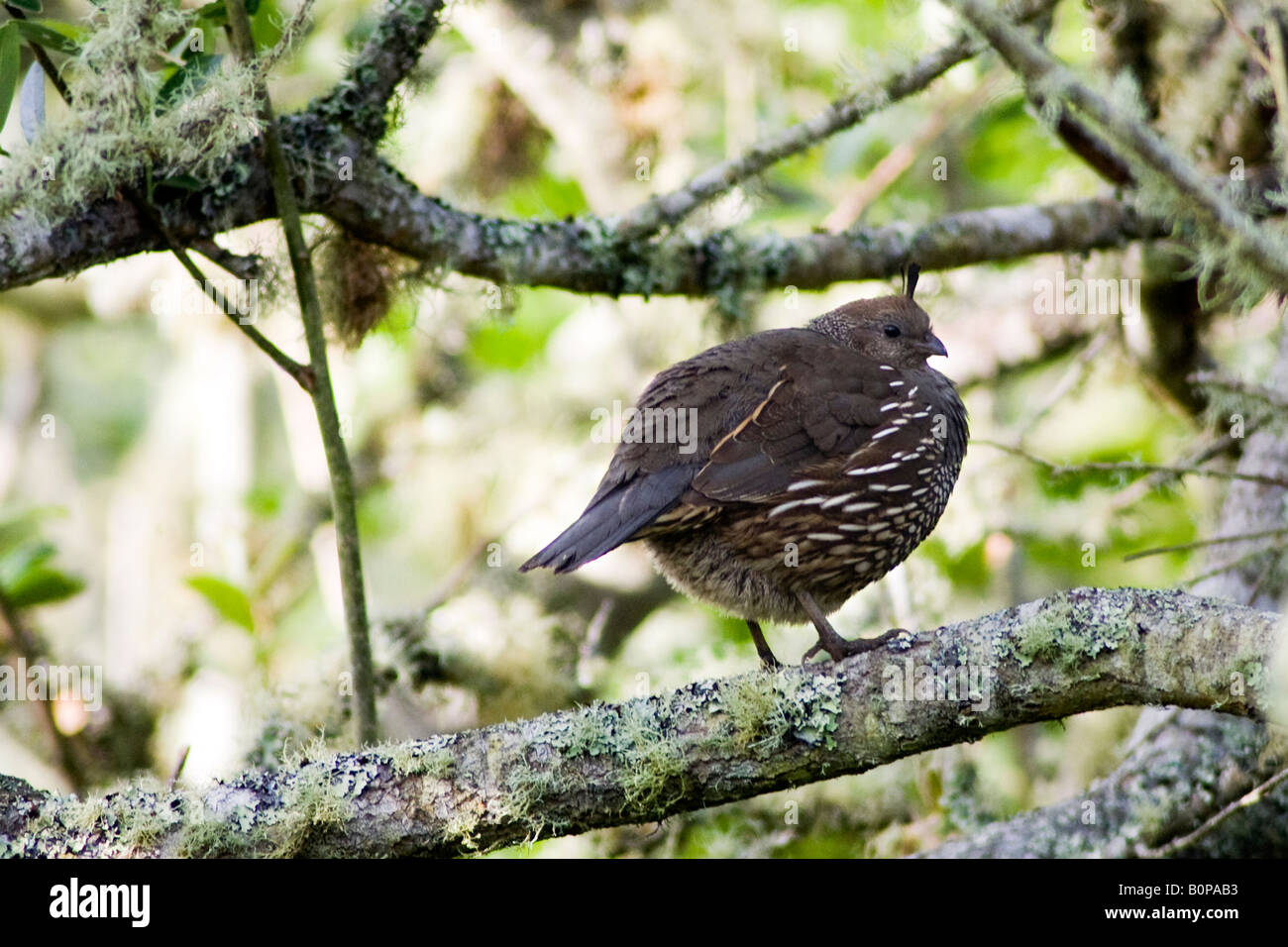 Female California Quail taking cover in a tree-like bush Stock Photo ...