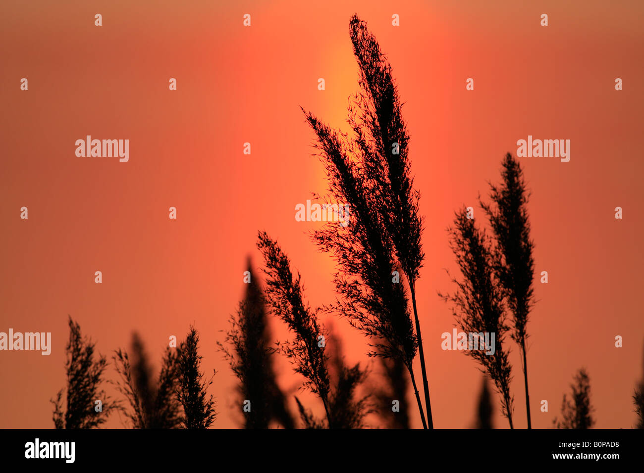 panicle reed sunset silhouette red background orange light water plant ...