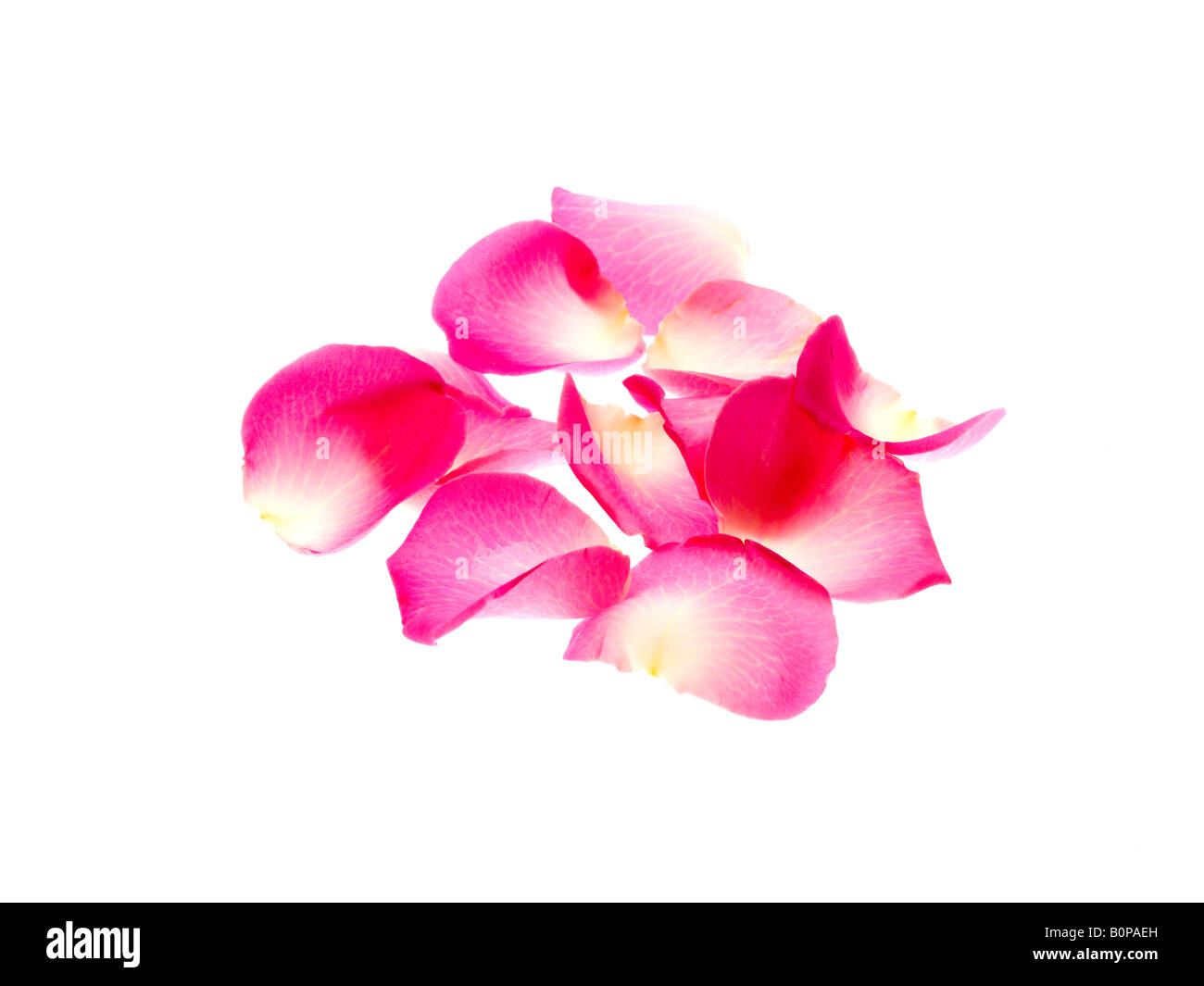 Rose petals pink pile hi-res stock photography and images - Alamy