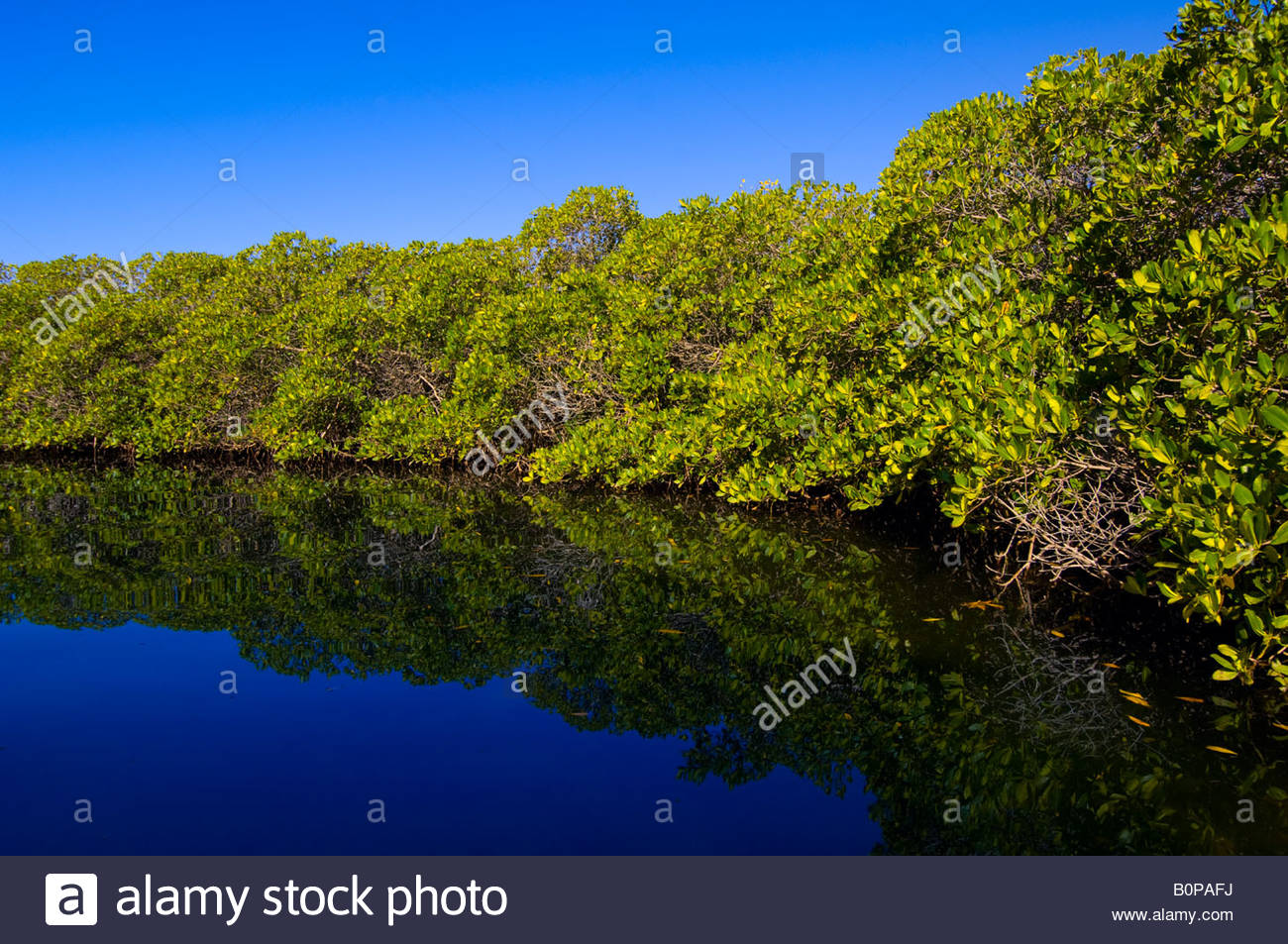 Mangroves Stock Photos & Mangroves Stock Images - Alamy