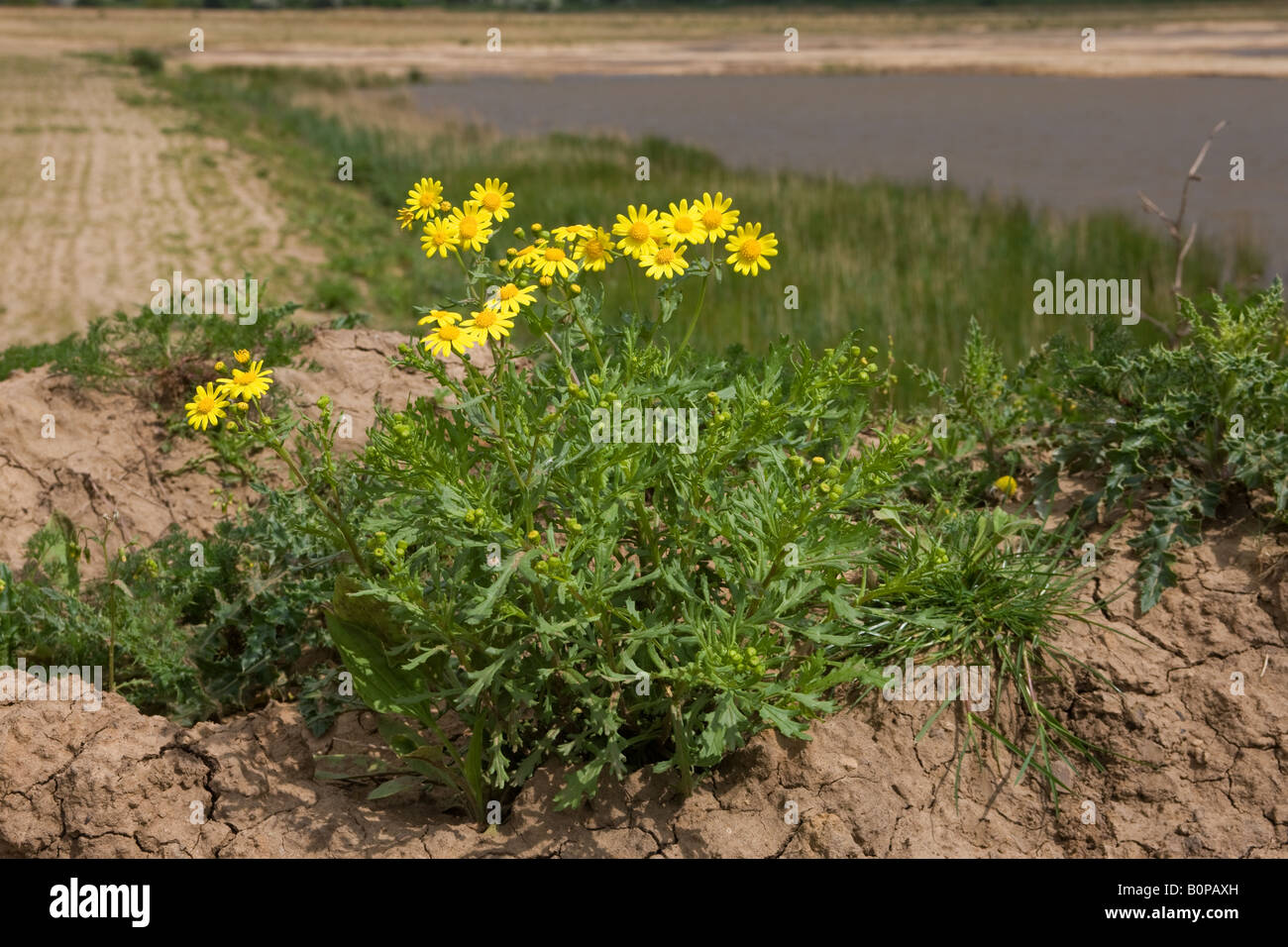 Oxford Ragwort Senecio squalidus plant in flower on top of a bank on ...