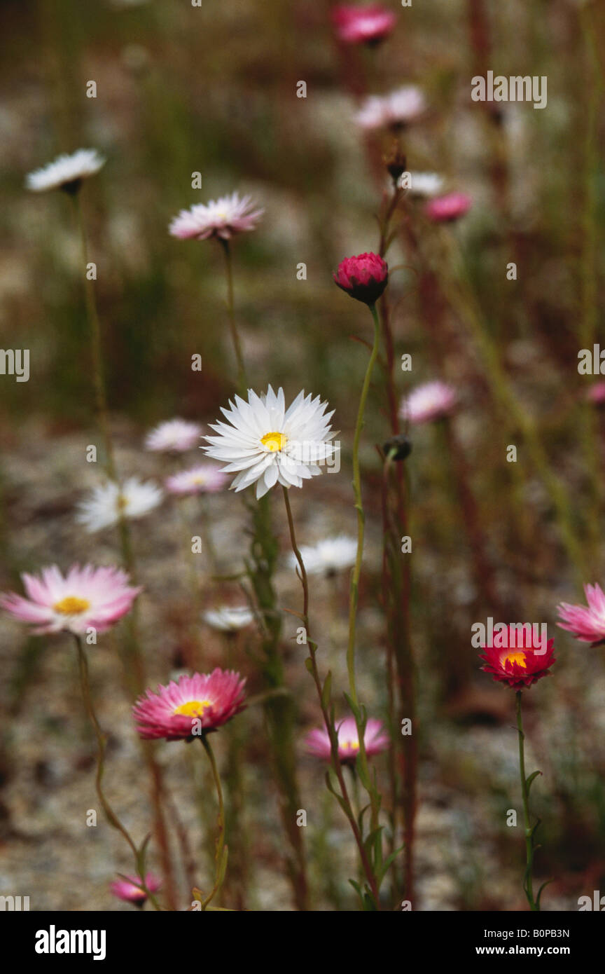 Australian native paper daisy hi-res stock photography and images - Alamy