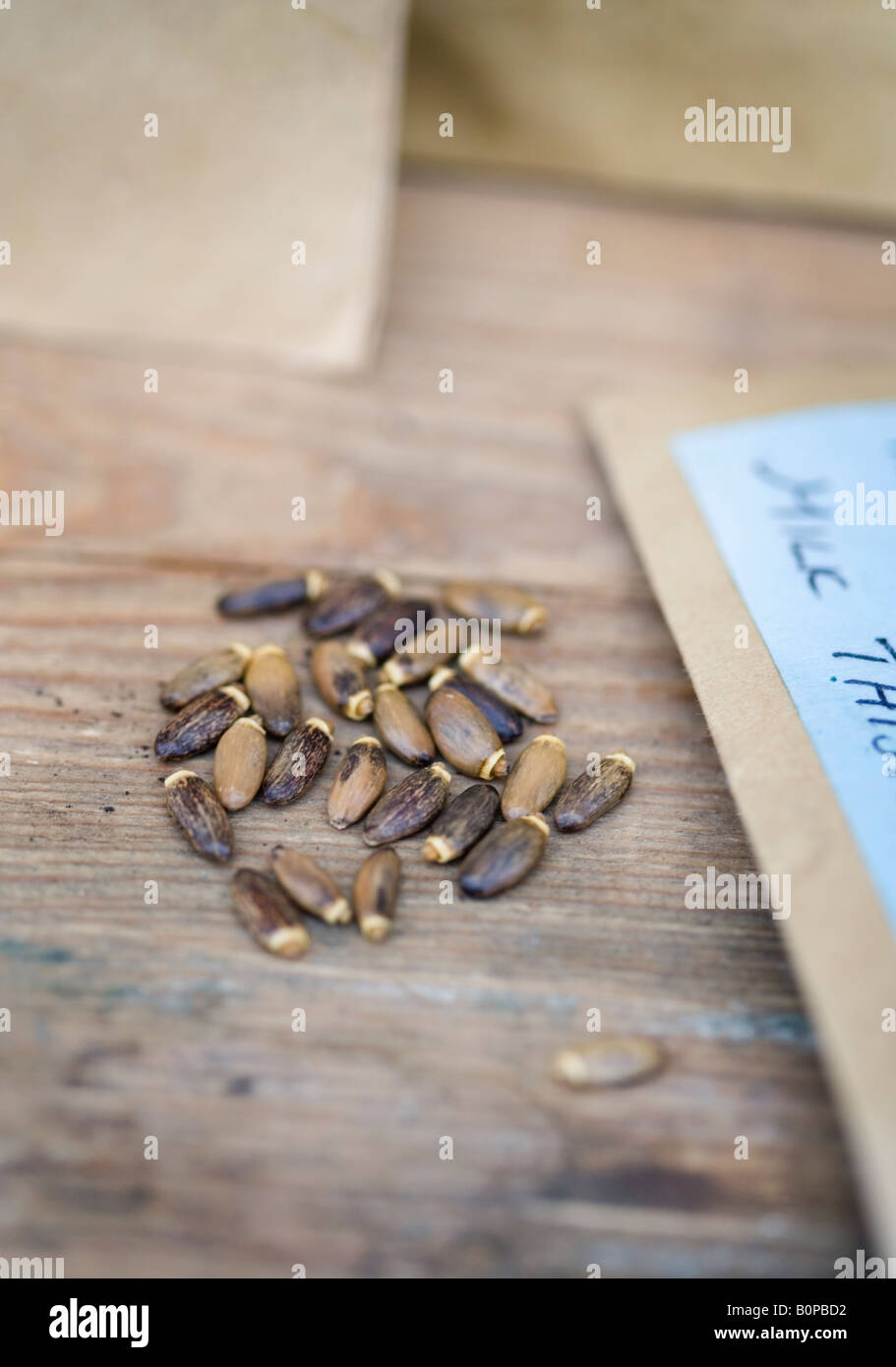 Collecting seeds hi-res stock photography and images - Alamy