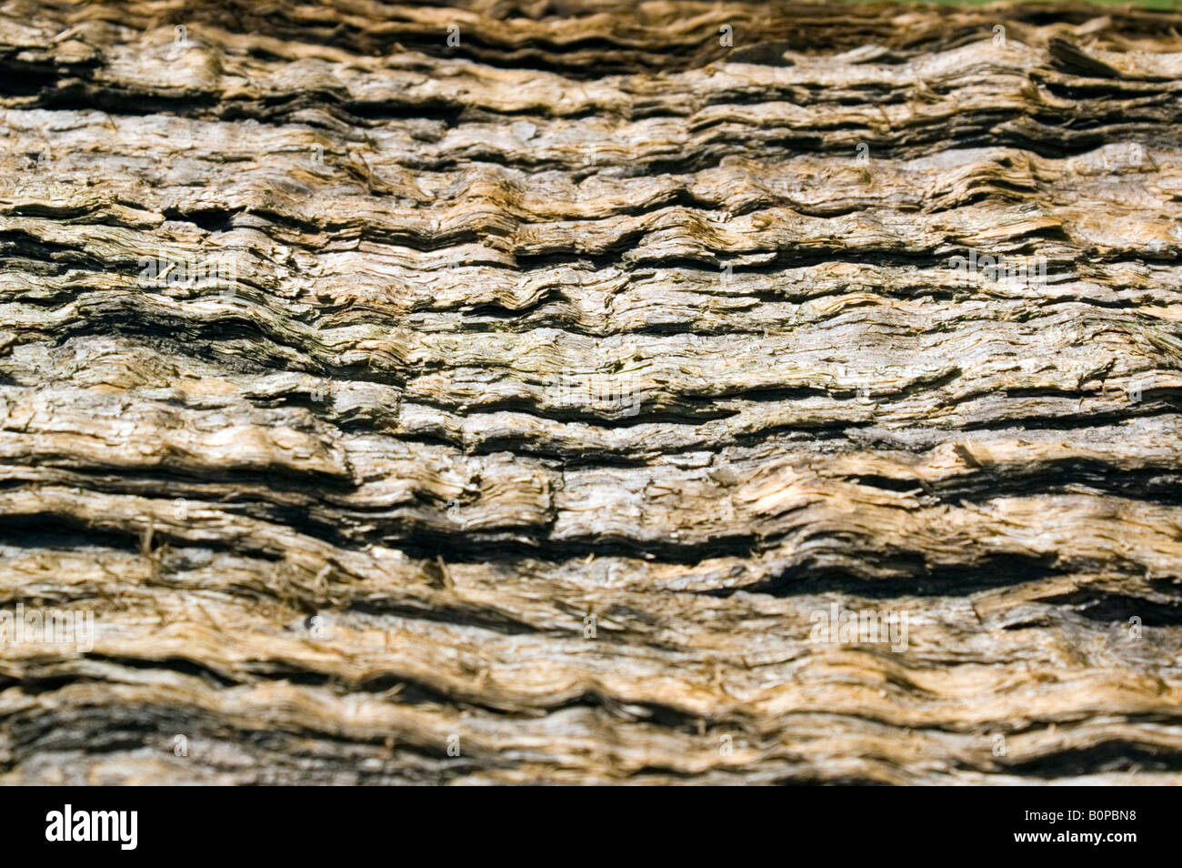 Close up of Tree bark Stock Photo - Alamy