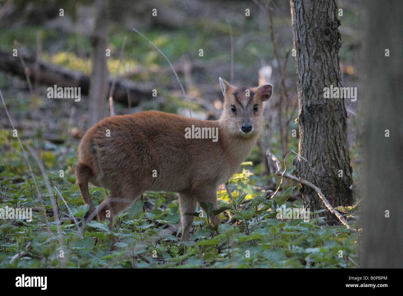 Muntjac deer fawn Muntiacus reevesi Stock Photo - Alamy
