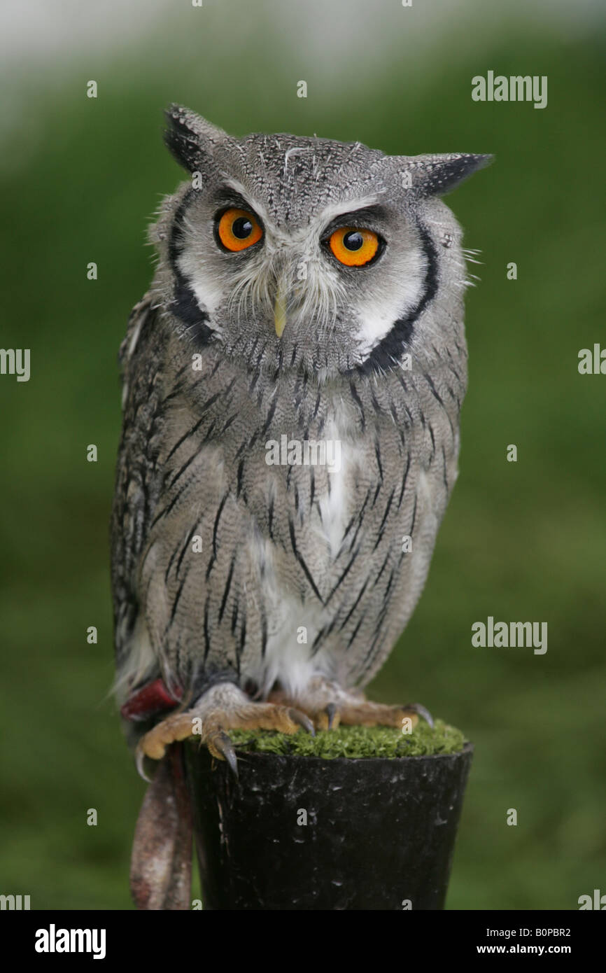 Southern White Faced Scops Owl Ptilopsis Granti Stock Photo - Alamy