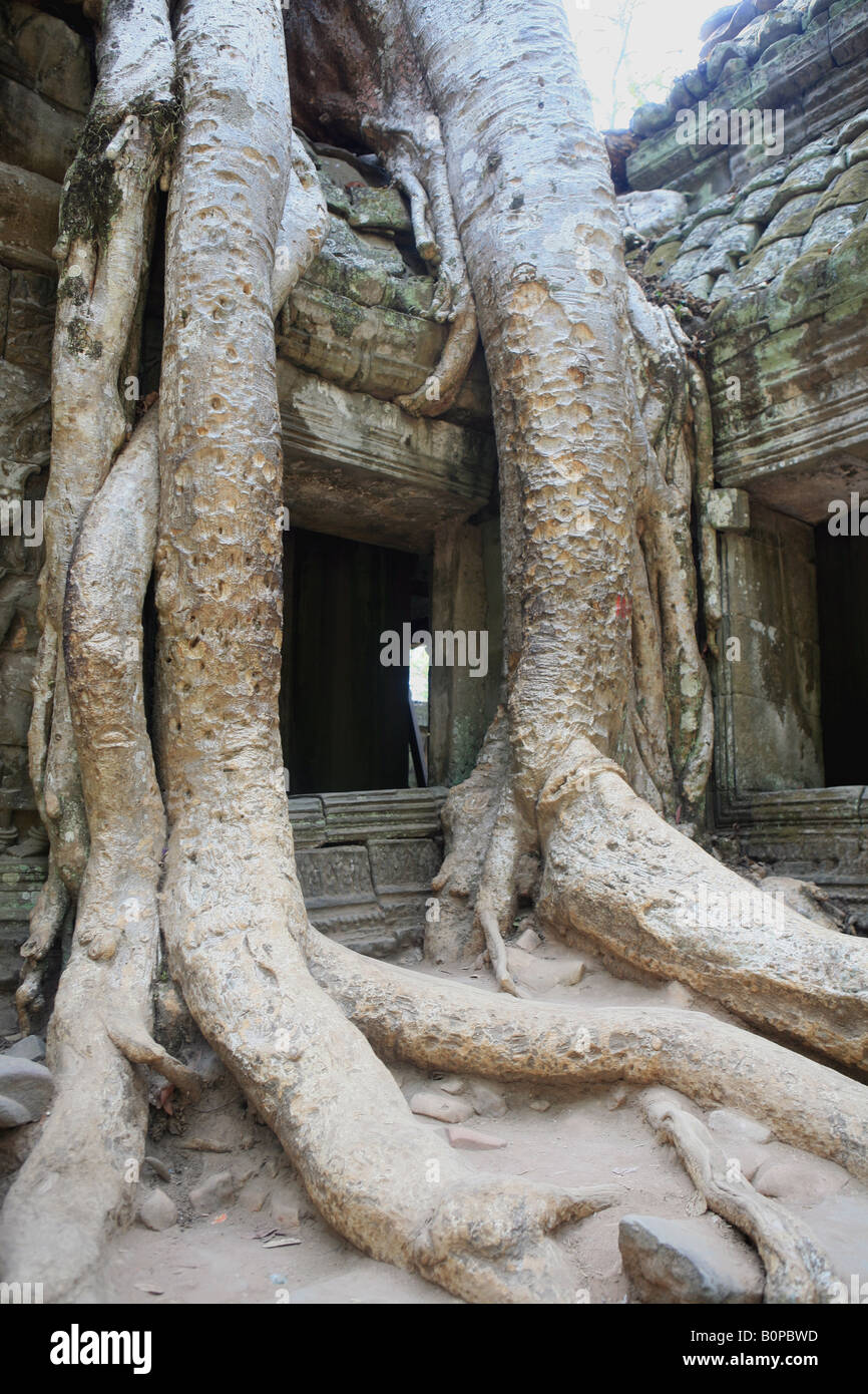 Tree engulfing building hi-res stock photography and images - Alamy