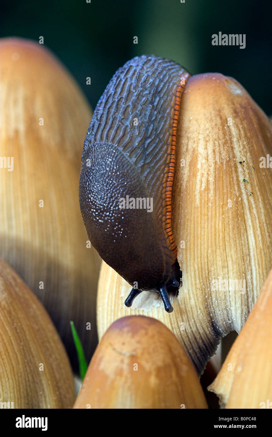 Slug eating mushroom Stock Photo - Alamy