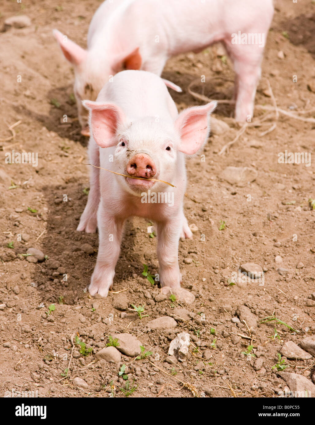 Piglet looking hi-res stock photography and images - Alamy