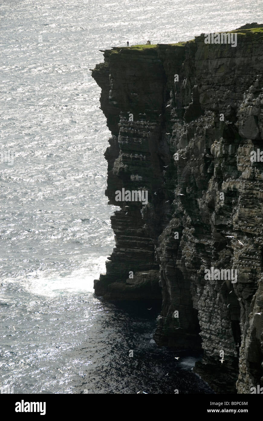 Sea cliffs near the Noup on the Isle of Noss, Shetland Islands ...