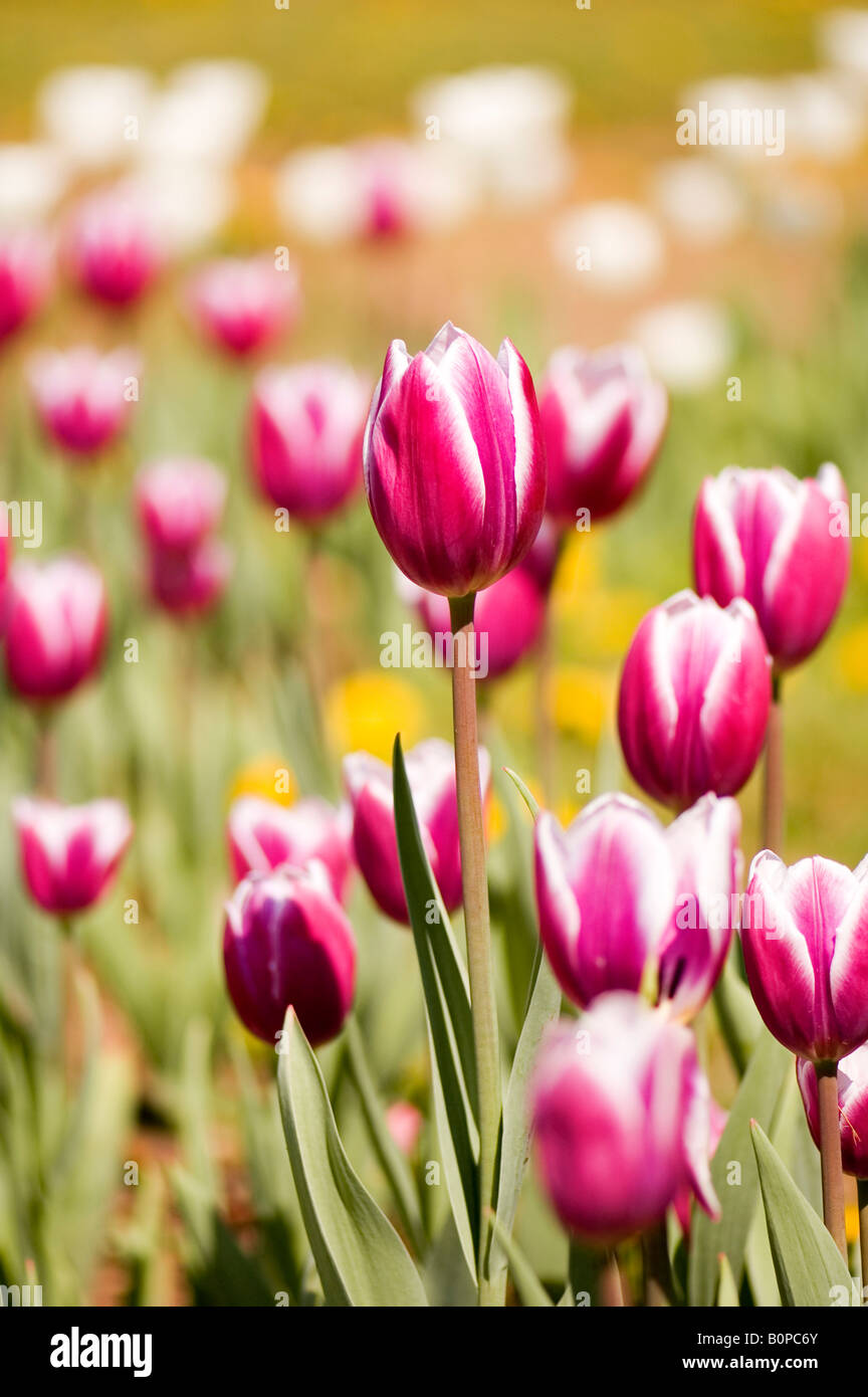 nature landscape spring flower tulip Stock Photo - Alamy