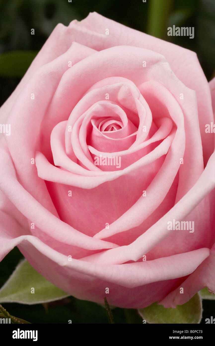 Pink Rose Close Up Stock Photo - Alamy