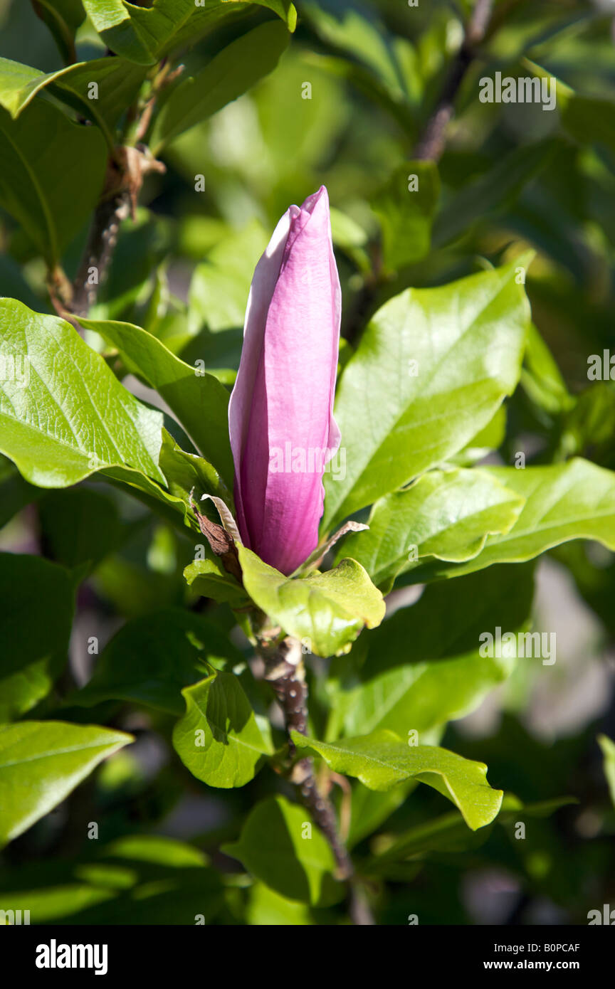 Himalayan magnolia hi-res stock photography and images - Alamy