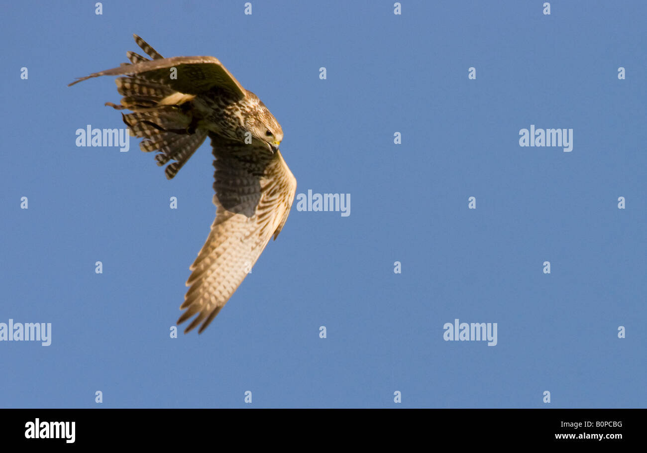 Diving falcon hi-res stock photography and images - Alamy