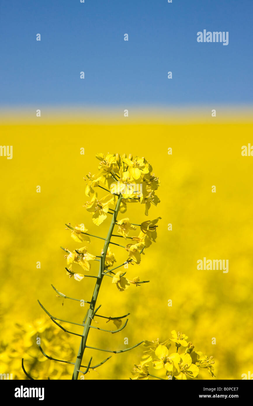 field of oilseed rape Focus on rape flower Stock Photo - Alamy