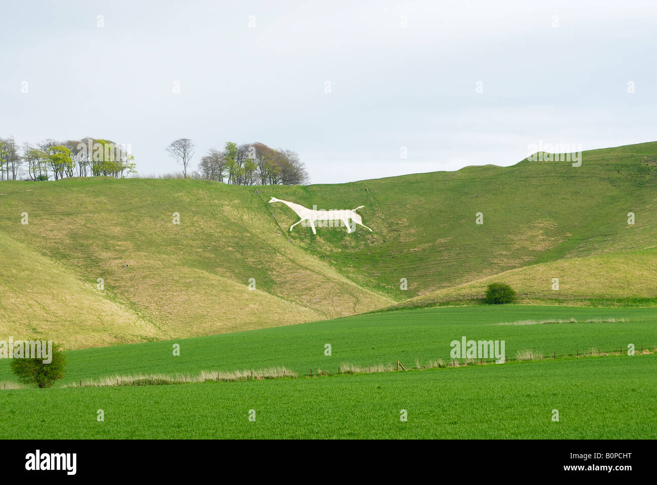 Cherhill white horse hi-res stock photography and images - Alamy