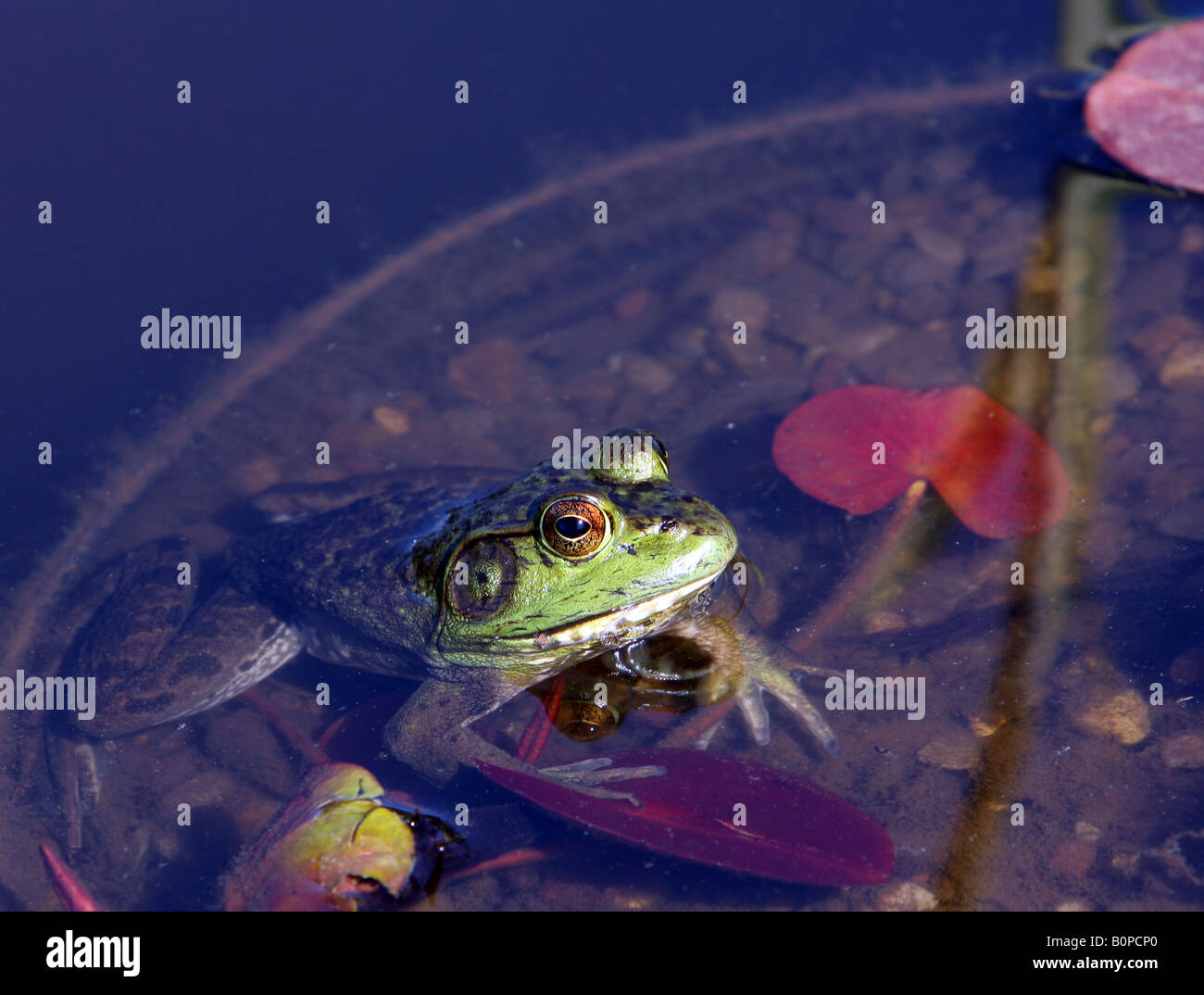 A bullfrog in a pond Stock Photo - Alamy