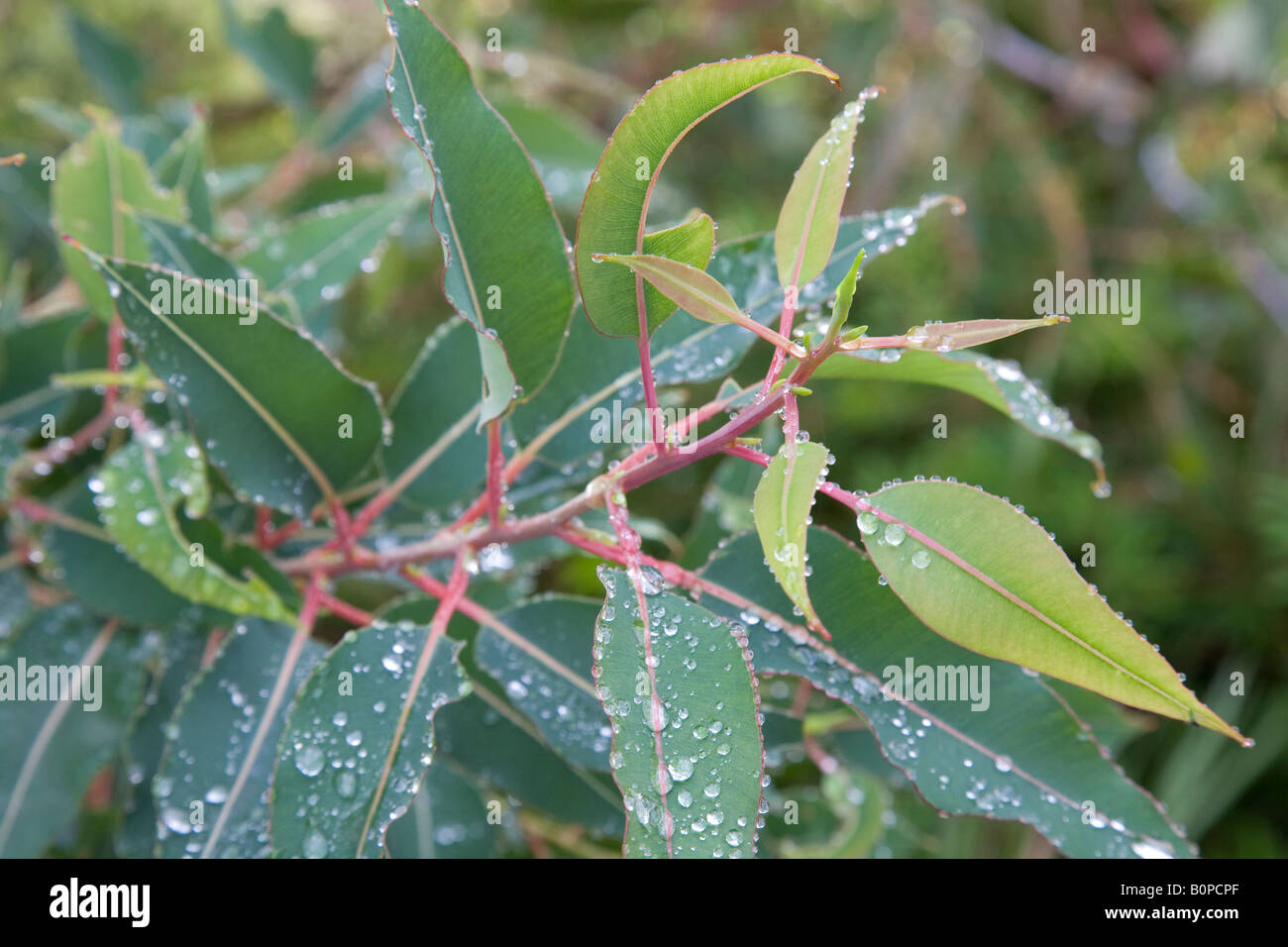 Leaf Detail Of Red Flowering Gum Hybrid 'Coral Gum'. A sub species of ...