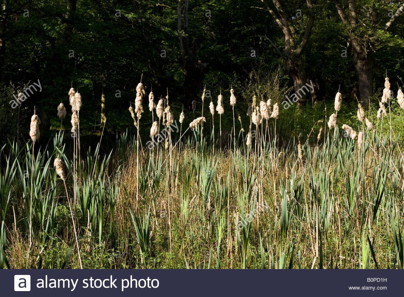 Bullrushes Uk Stock Photos & Bullrushes Uk Stock Images - Alamy