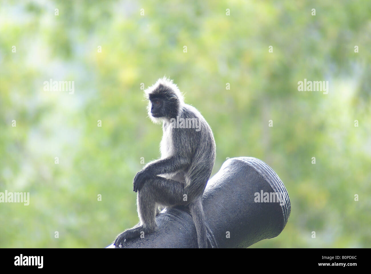 Silver leaf monkey sitting on a cannon Stock Photo - Alamy