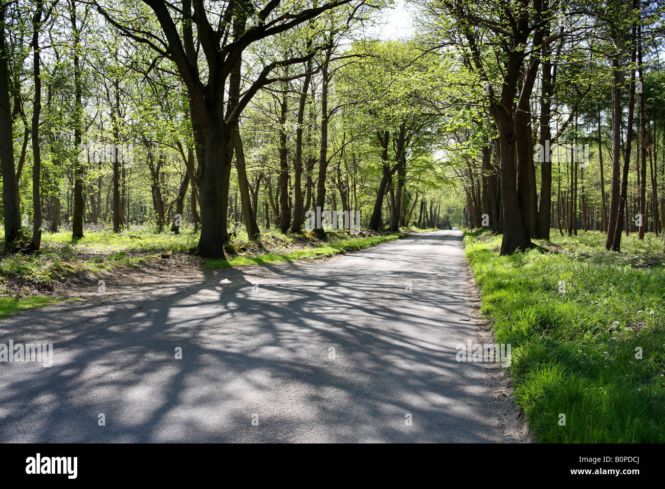 The light green of fresh spring growth and shadows on the road Stock ...