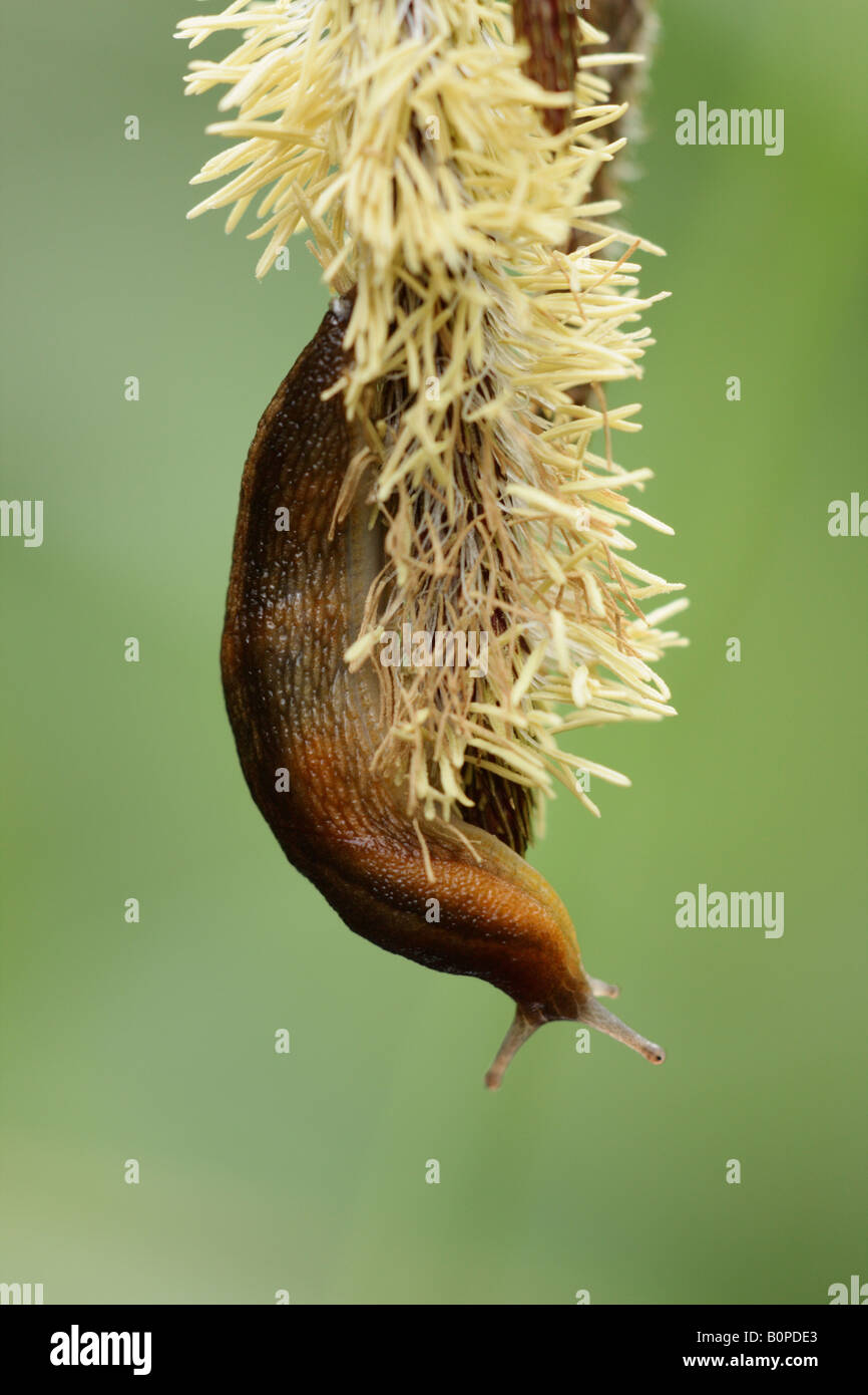 Large Red Slug Stock Photo - Alamy