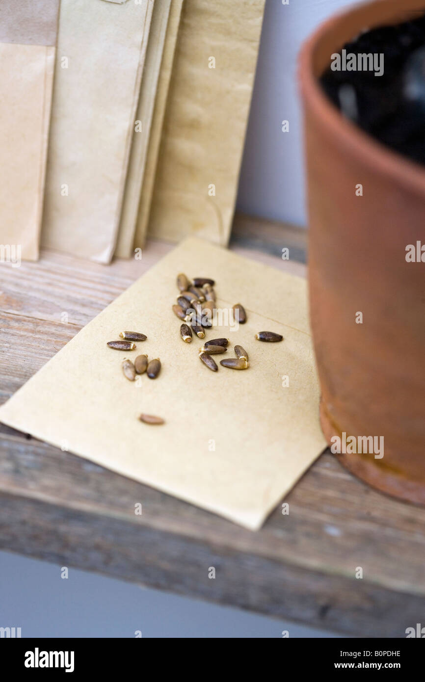 Seeds and a terracotta pot Stock Photo - Alamy