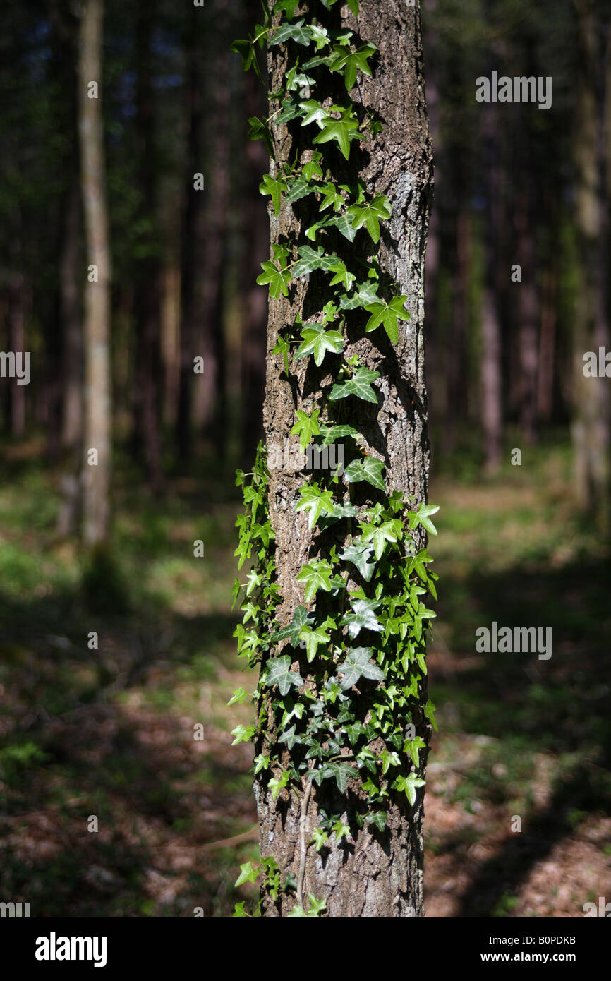 Ivy growing up a tree trunk in a "North Norfolk" forest, UK Stock Photo ...