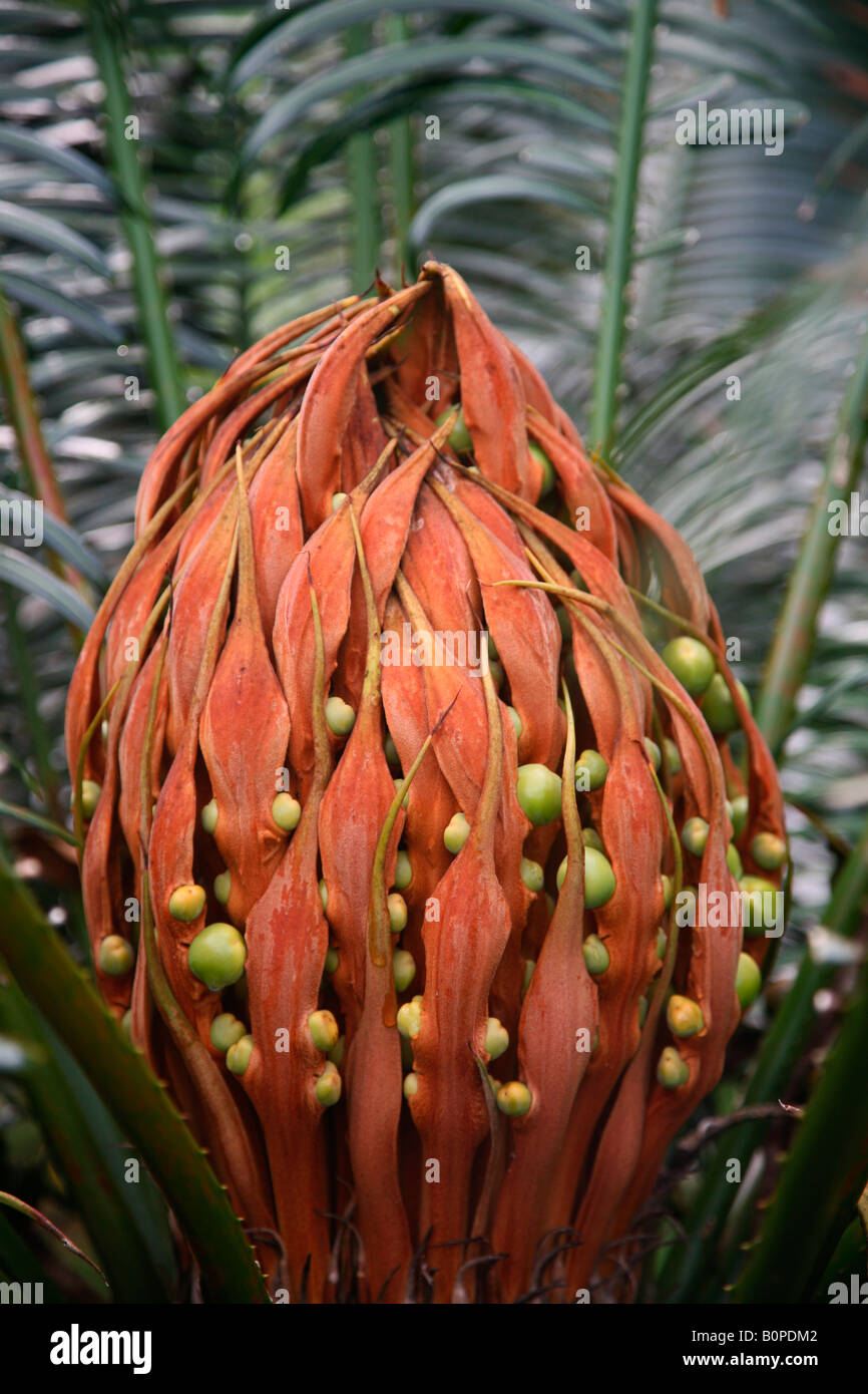 Cycas Rumphii