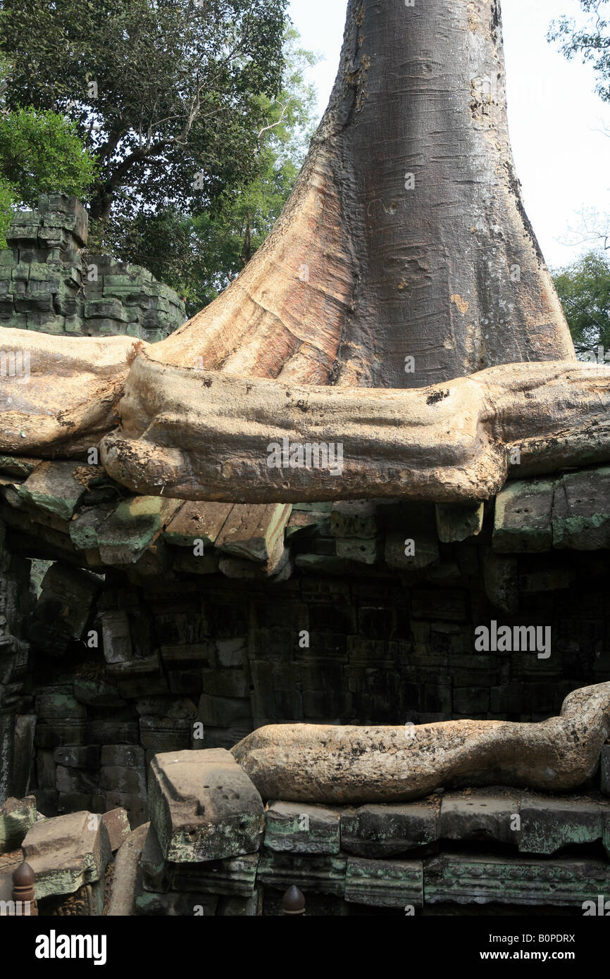 Ancient trees engulfing the walls of Ta Prohm near Angkor Wat Stock ...
