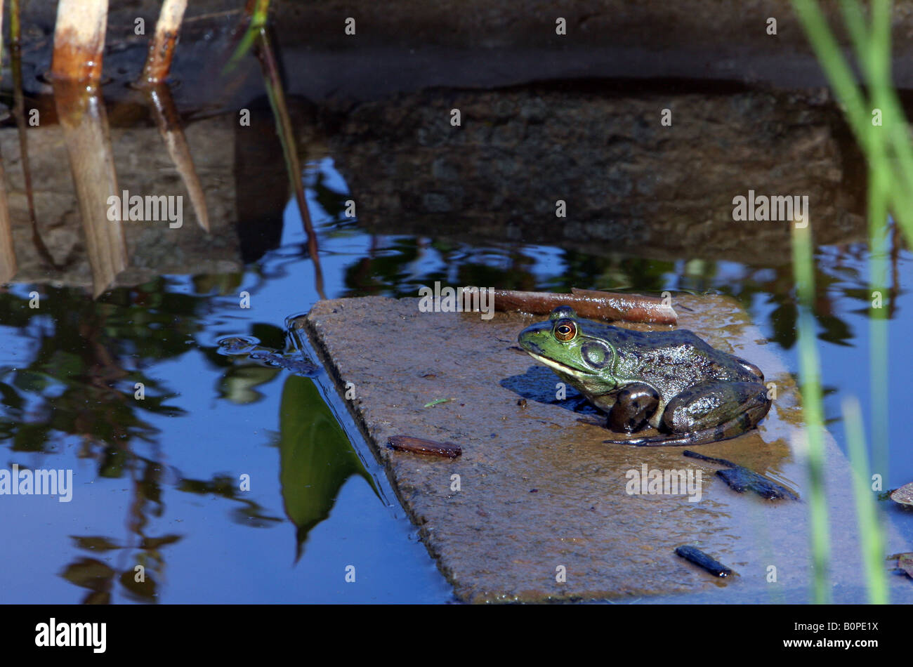 Bullfrog in pond hi-res stock photography and images - Alamy