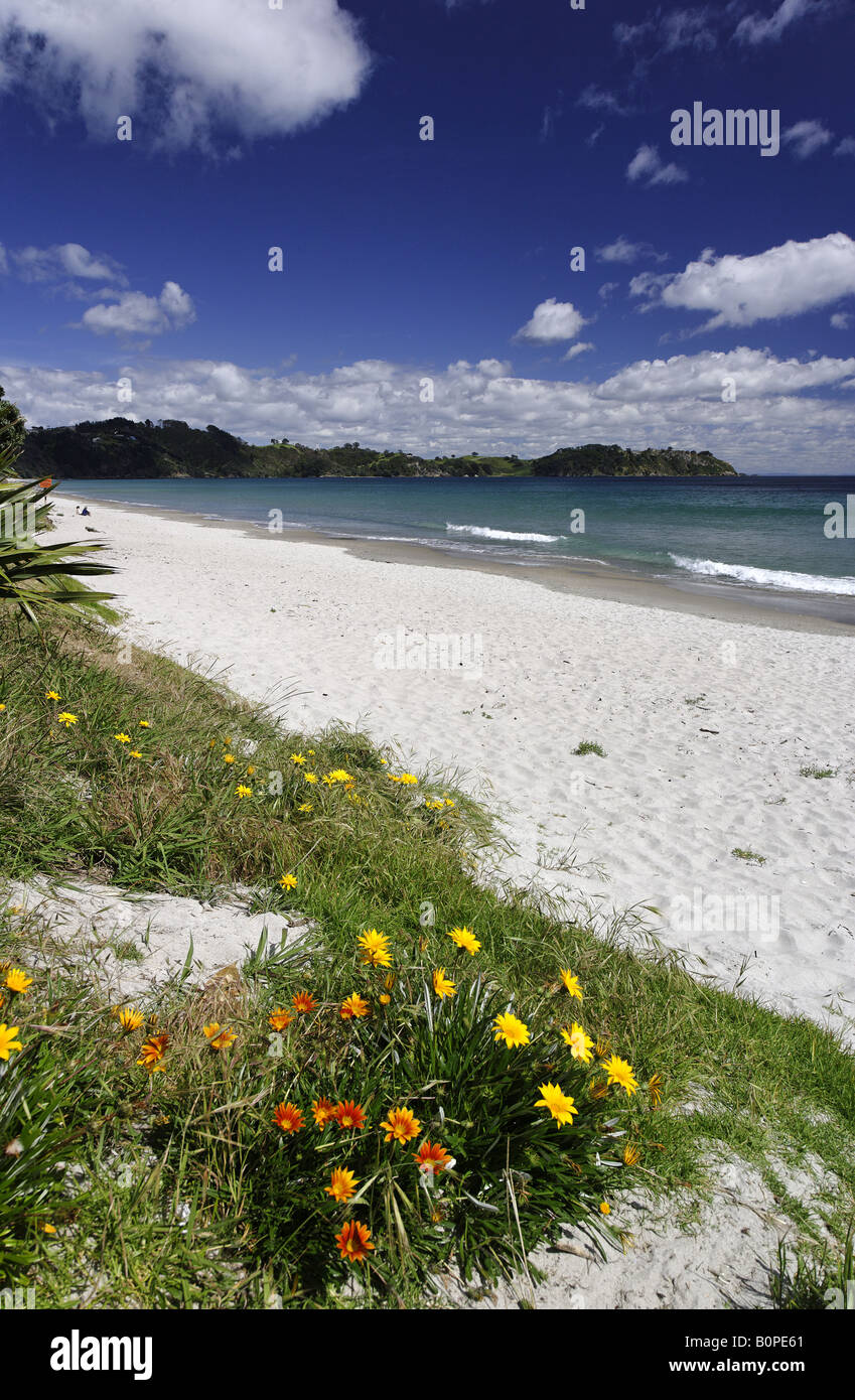 Auckland Beach Auckland Beaches Auckland New Zealand Wild High ...