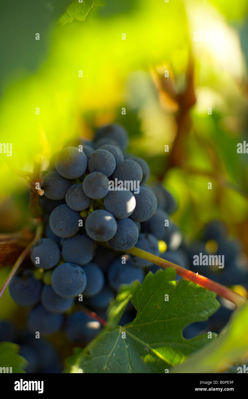 Close up red grapes hi-res stock photography and images - Alamy