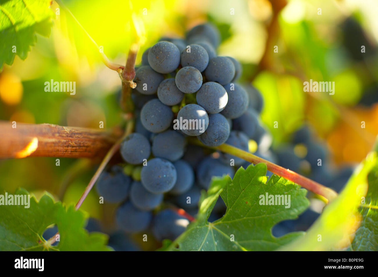 grapes on the vine, Pays du Gard, Languedoc, France Stock Photo - Alamy